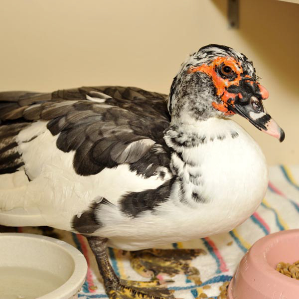 How to Help an Injured Animal – AWARE Wildlife Center