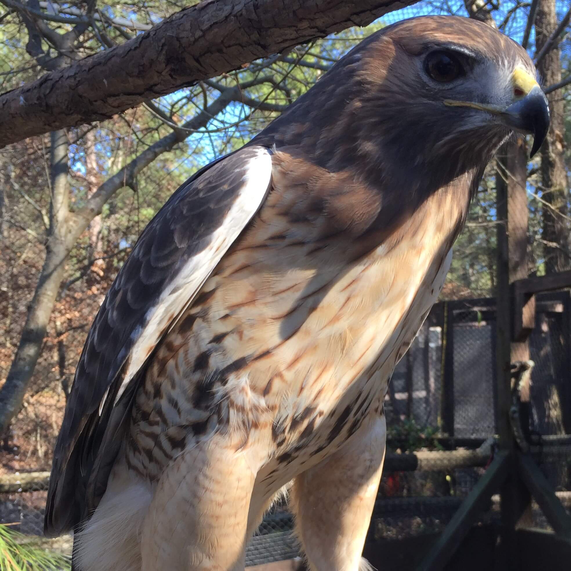 How to Help an Injured Animal – AWARE Wildlife Center