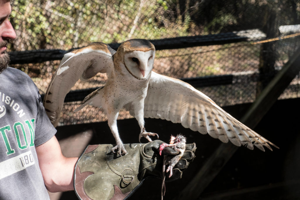 Wildlife Programs and Tours – AWARE Wildlife Center