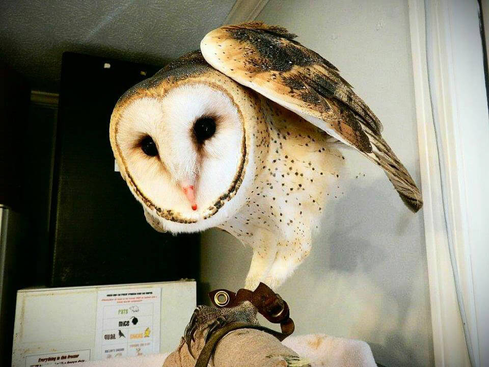 Windy – AWARE Wildlife Center