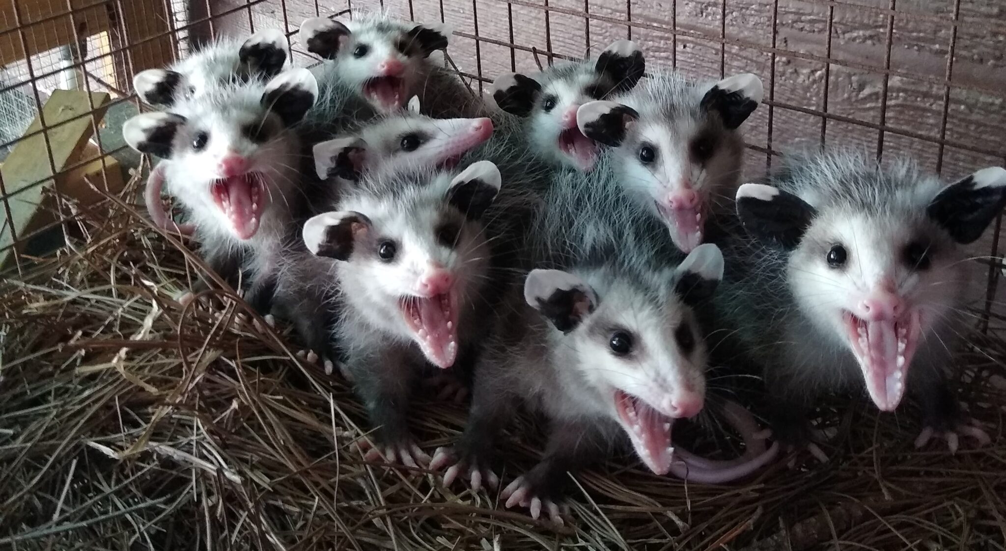 2021 Baby Campaign – AWARE Wildlife Center