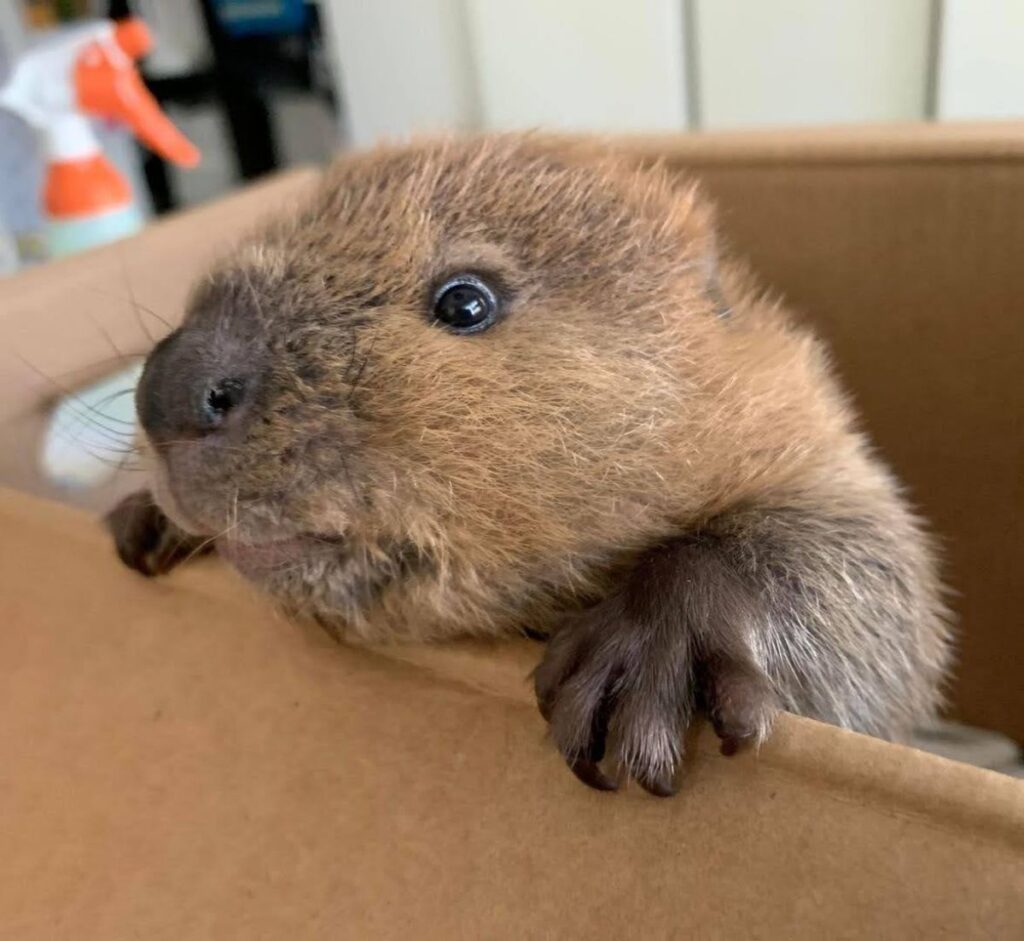 2022 EOY Page – AWARE Wildlife Center