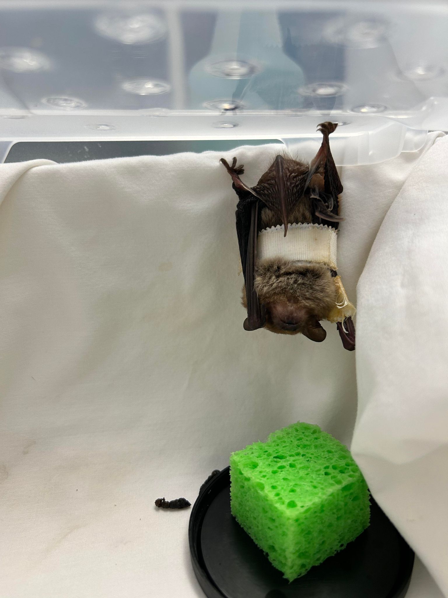 2023 EOY Page – AWARE Wildlife Center